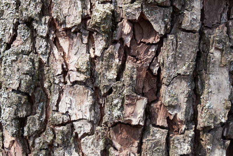 Pear Tree Bark As a Background. Textured Wood Bark Stock Photo - Image ... Pear Tree Bark As a Background. Textured Wood Bark Stock Photo - Image ...