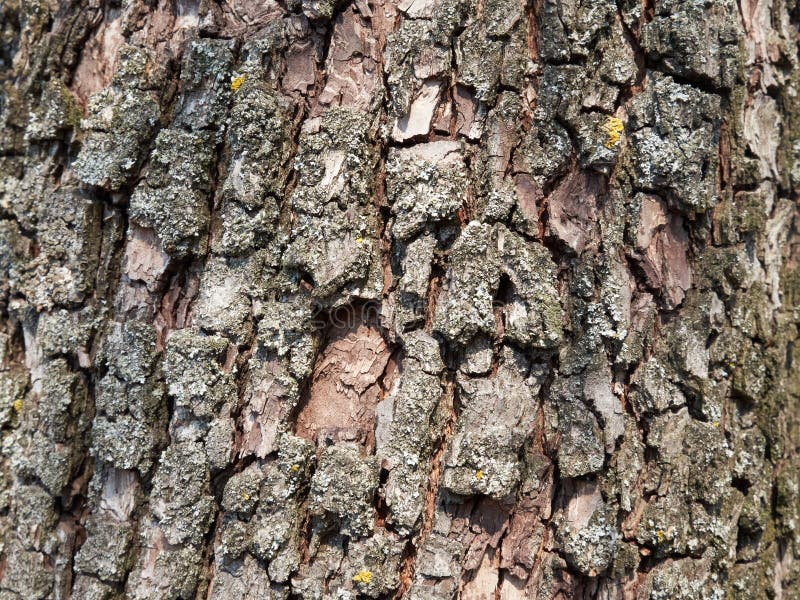 Bark of old pear tree stock image. Image of green, arbor - 267557