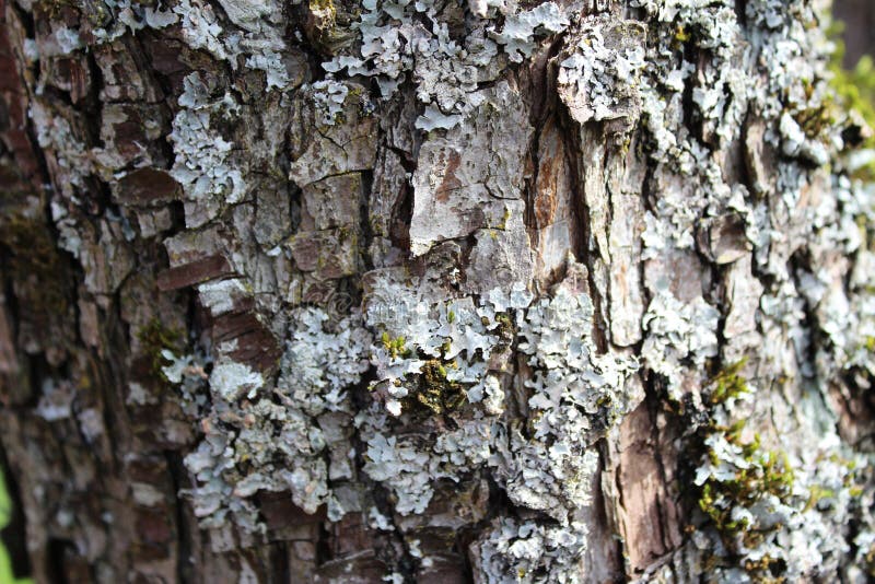 Pear tree bark - close up stock photo. Image of brown - 245126102