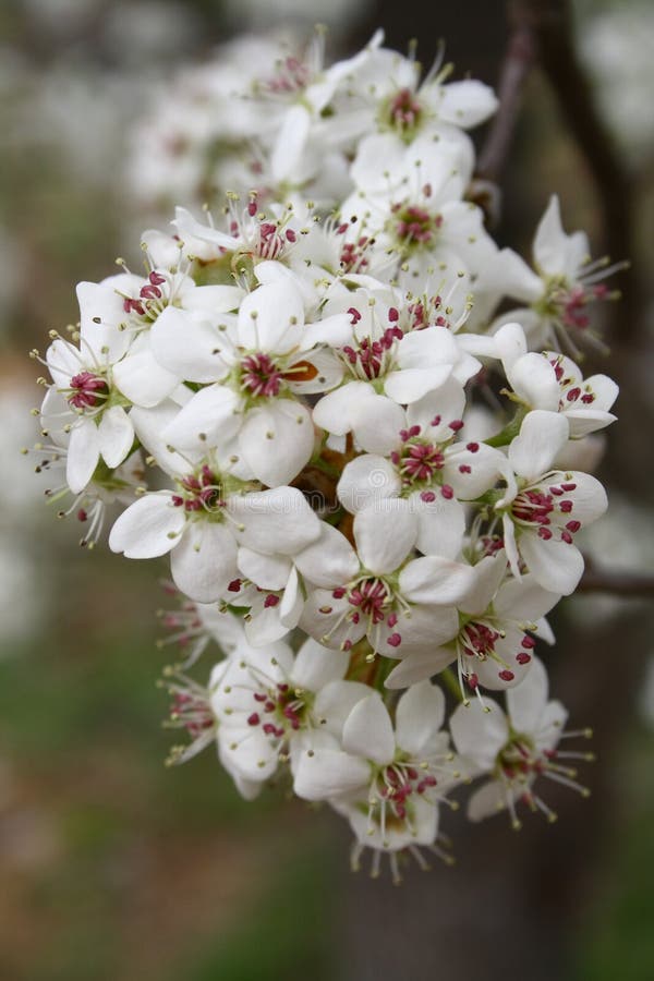 Old Pear Tree in a Natural Neglected Orchard. Early Morning at Sunrise ...