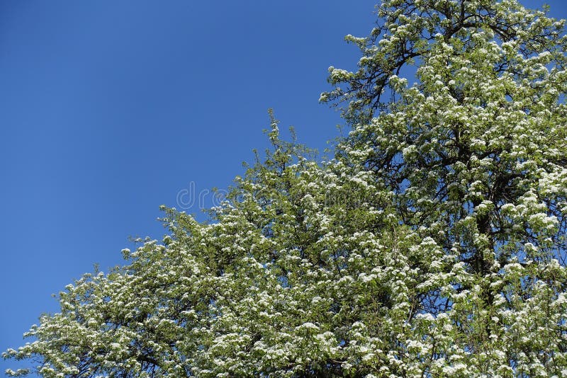 Pear Tree in Bloom Against the Sky Stock Photo - Image of bloom, flower ...