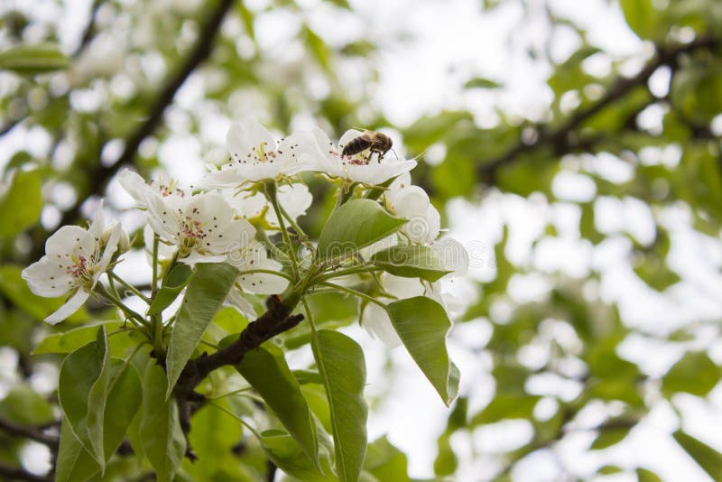Pear tree in bloom stock photo. Image of flowers, green - 71578166