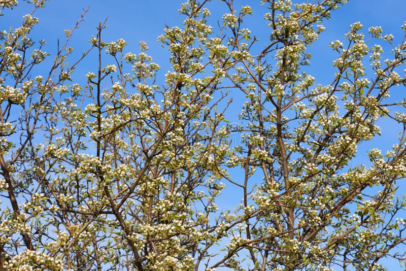 Pear Tree in Bloom. Pear Blossom in Early Spring Stock Photo - Image of ...