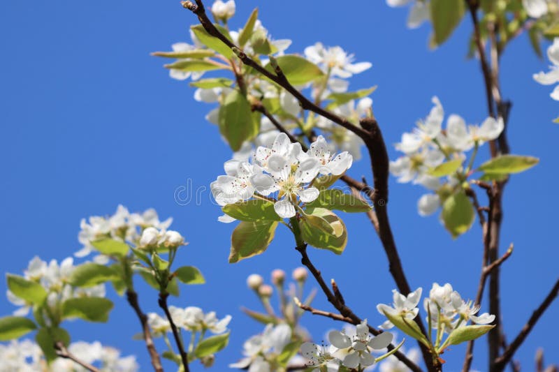 Pear Tree in Bloom with Blue Sky Background. Pear Blossoms. Stock Photo ...