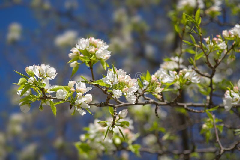 Pear tree in bloom stock photo. Image of color, hanami - 181752132