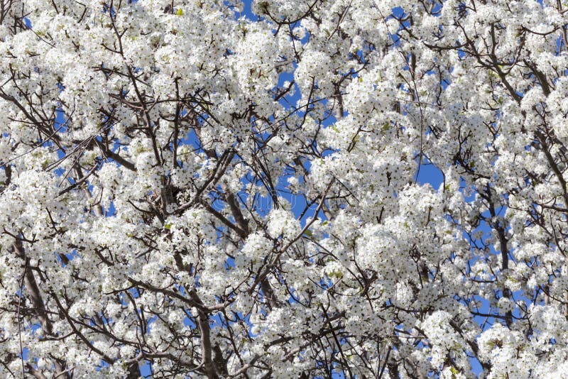 Pear Tree in Bloom stock image. Image of tree, design - 39197547
