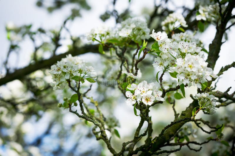 Pear tree in bloom stock image. Image of flora, cheerful - 43565137
