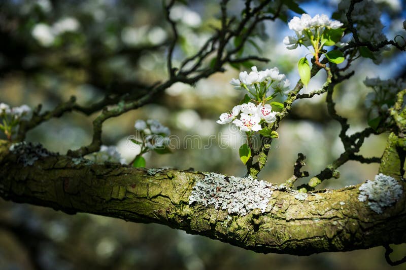 Pear tree in bloom stock photo. Image of flowers, field - 43565154