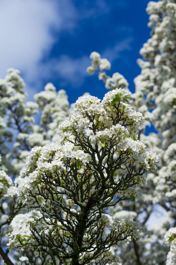 Pear tree in bloom stock photo. Image of landscape, cheerful - 43565418