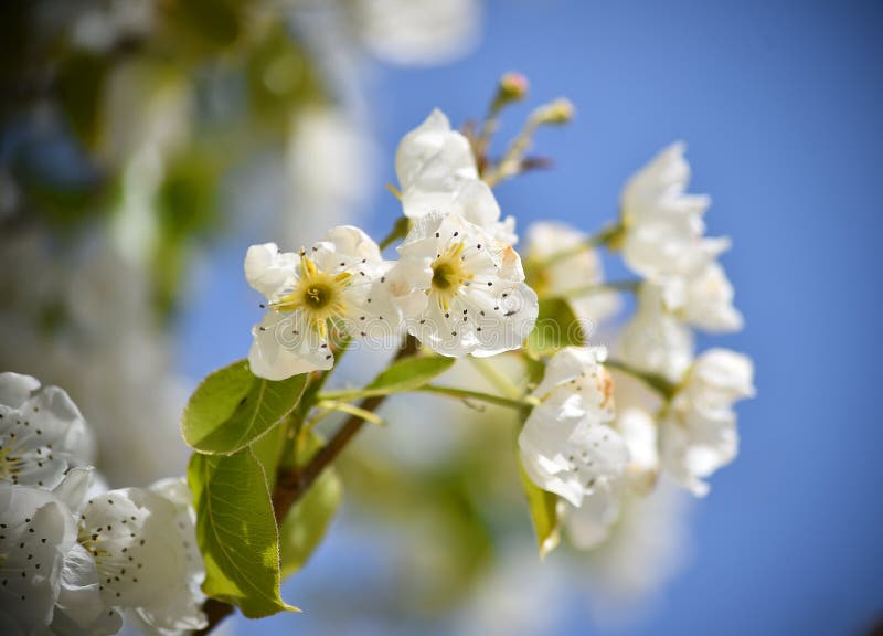 A Pear Tree in Bloom in Spring Stock Photo - Image of beautiful, leaf ...