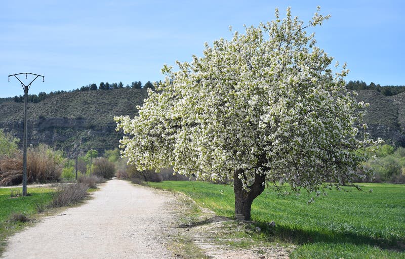 A Pear Tree in Bloom in Spring Stock Image - Image of border, blossom ...