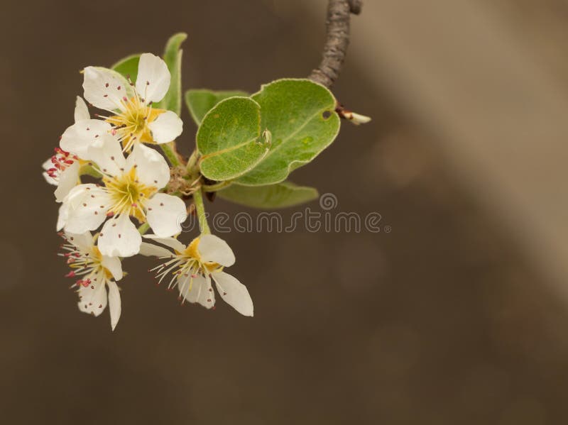 Pear Tree Blooms Close Up Flowers Beautiful Stock Image - Image of copy ...