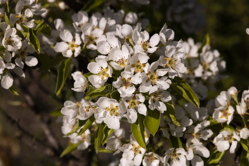 The Pear Tree Blooms with White Flowers Stock Photo - Image of flower ...