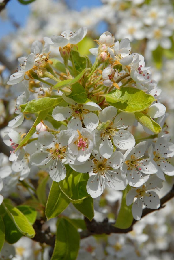 Pear Tree Blossom, Full Frame Stock Image - Image of growth, petals ...