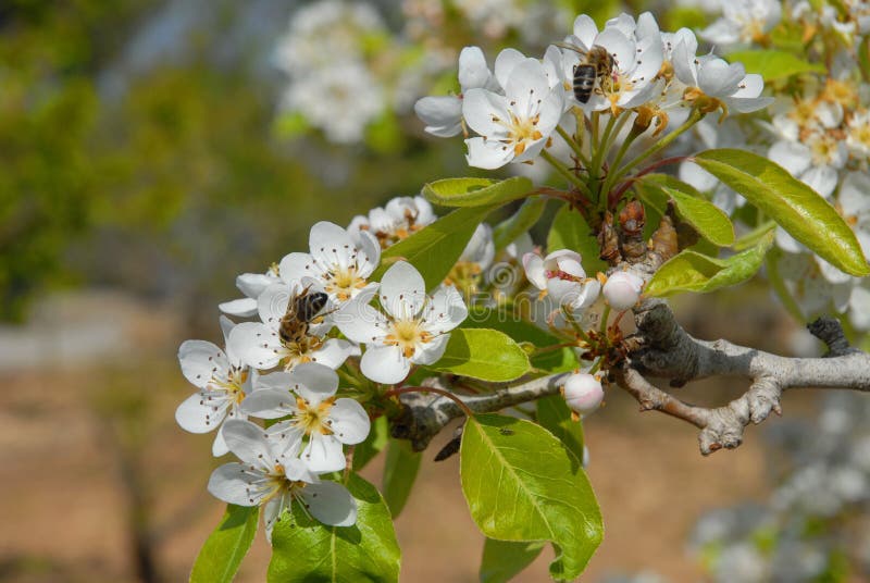 Pear Tree Blossom with Busy Bees Stock Image - Image of abundance ...