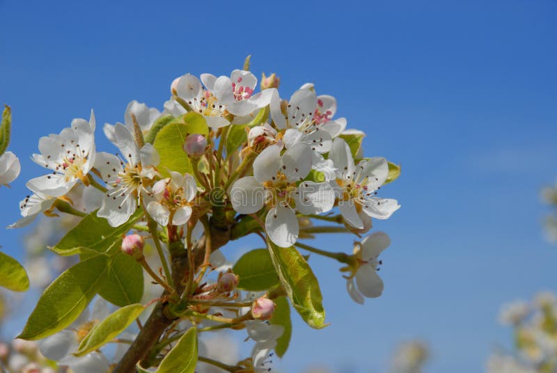 Pear Tree Blossom Against Blue Sky Stock Photo - Image of clean, fresh ...