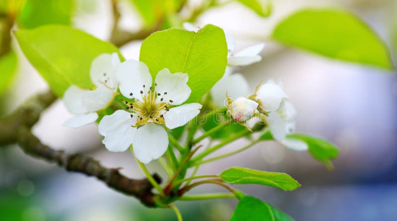 Pear tree blossom. stock photo. Image of closeup, bloom - 85761672