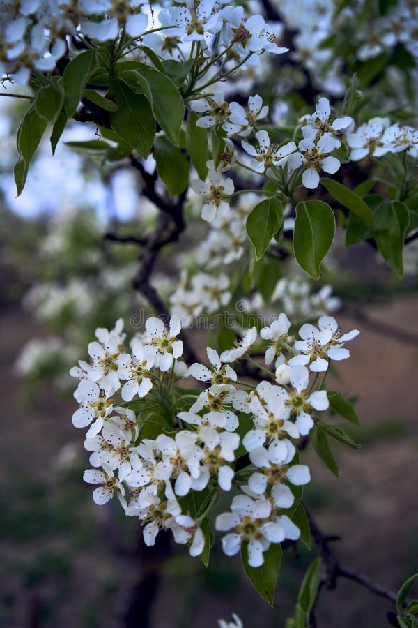 Pear Tree Blossom, Plant Background Stock Photo - Image of garden ...