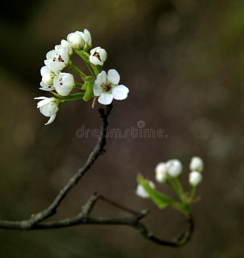 Pear Tree Blossom (Pyrus) stock image. Image of pear, magnoliopsida ...