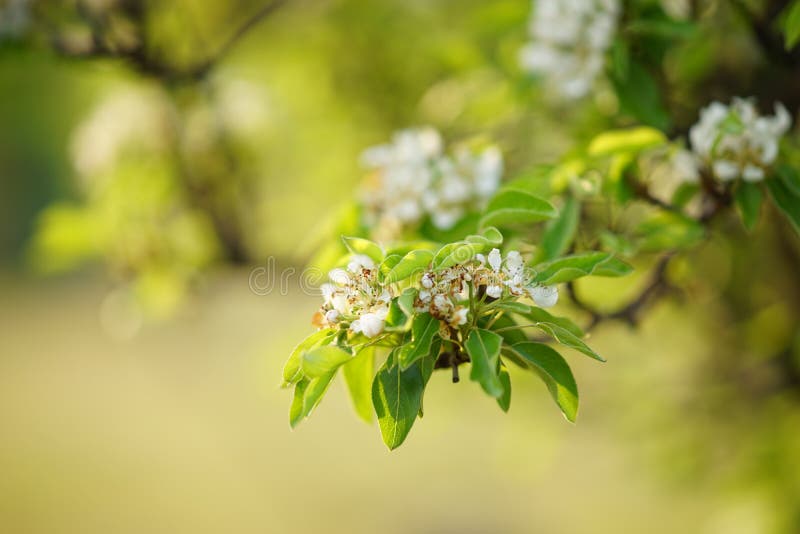 Pear Tree Blossom in Spring Garden Closeup Stock Photo - Image of ...