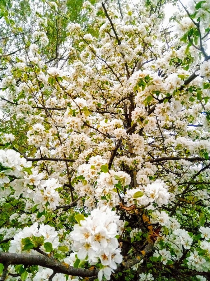 Pear Tree in Blossom, White Flowers Stock Photo - Image of flowers ...