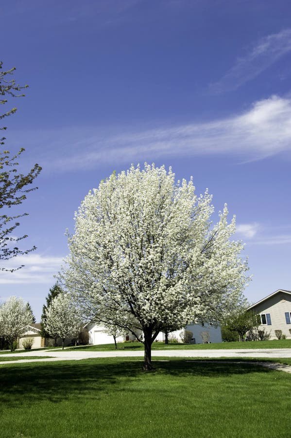 Pear tree with blossoms stock photo. Image of urban, pear - 19335492