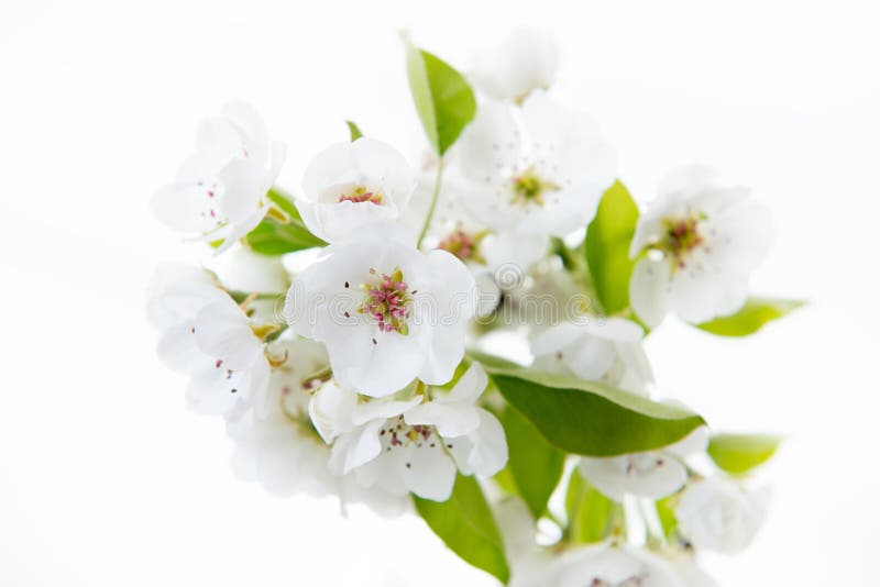 Pear Tree Blossoms. Blooming Pear Tree Branch with Flowers Isolated on ...
