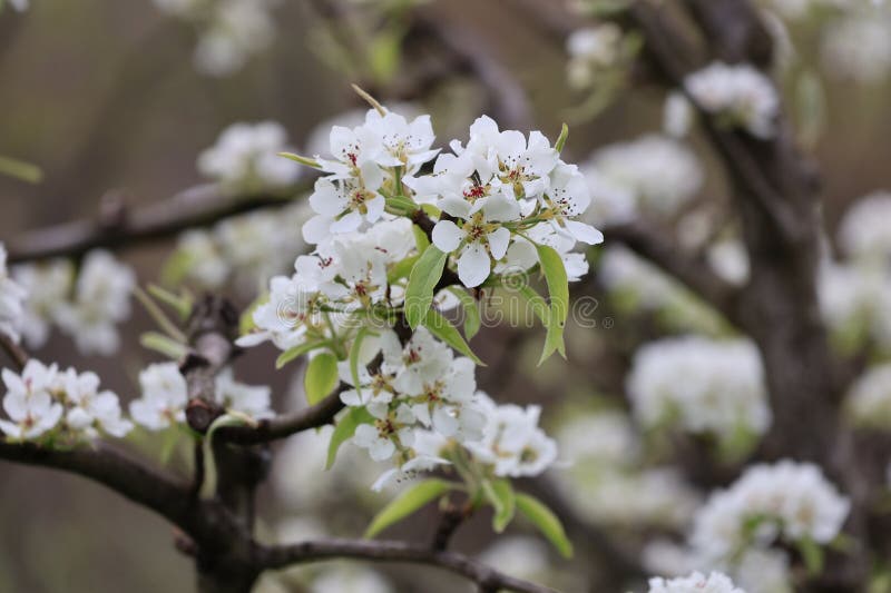 White Pear Tree Blossoms stock photo. Image of blooming - 335630358