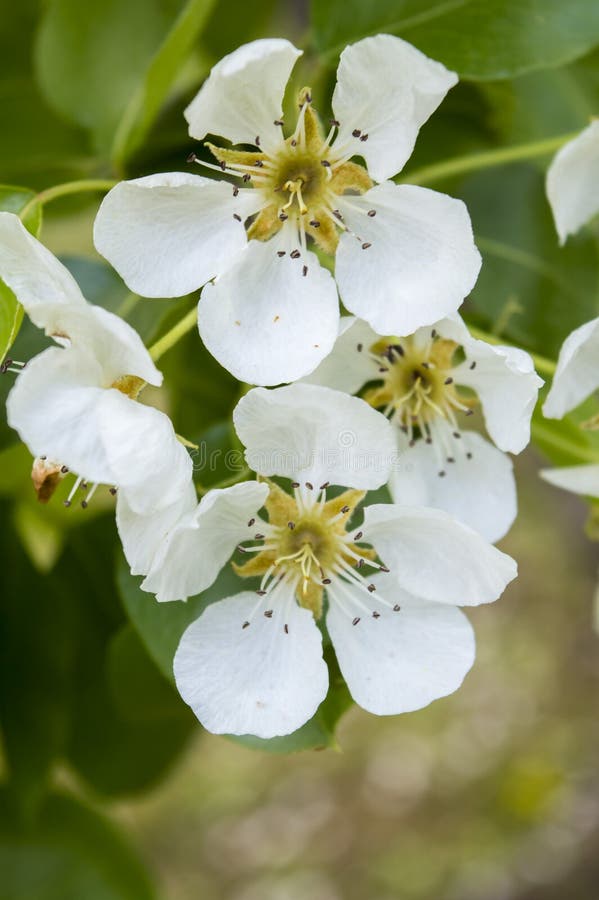 Pear tree blossoms stock image. Image of branch, fruit - 51797959