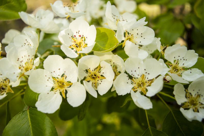 Pear tree blossoms stock photo. Image of garden, plant - 51799080