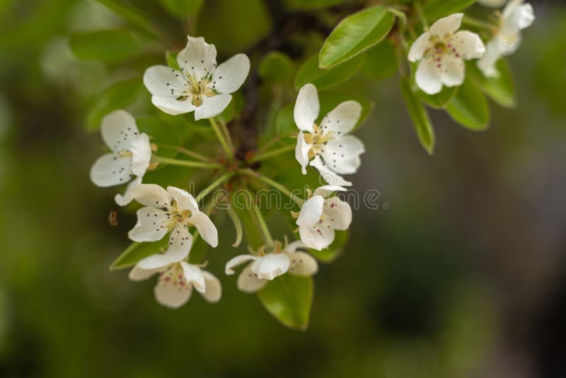 Pear tree blossoms stock image. Image of isolated, close - 181514553