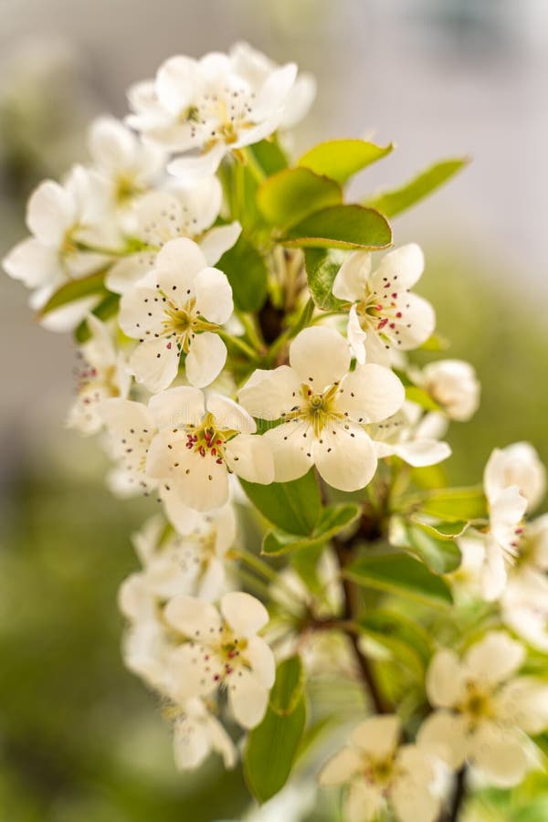 Pear tree blossoms stock photo. Image of blossoms, blooming - 181525236