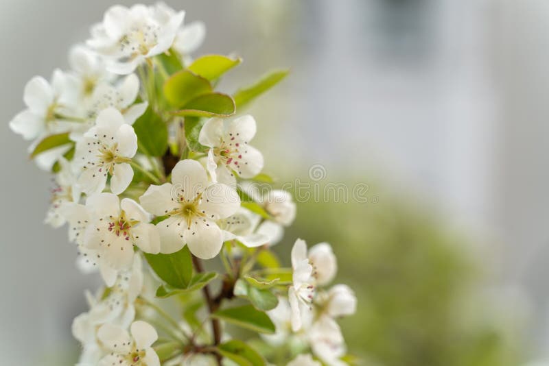 Pear tree blossoms stock photo. Image of floral, leaves - 181526842