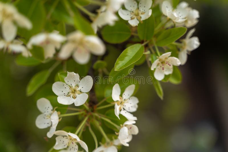 Pear tree blossoms stock photo. Image of blue, fruit - 181534172
