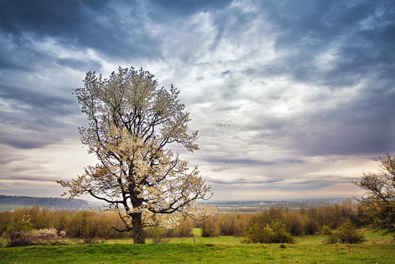 Pear-tree Blossoms in Spring. April in Carpathians Stock Photo - Image ...