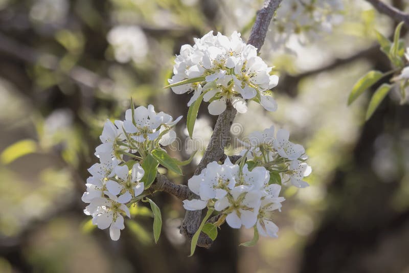 Pear Tree Blossoms in Spring Stock Image - Image of flowers, closeup ...