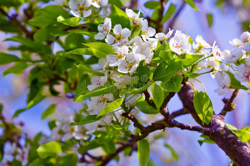 Pear tree blossoms. stock photo. Image of spring, blooming - 54034836