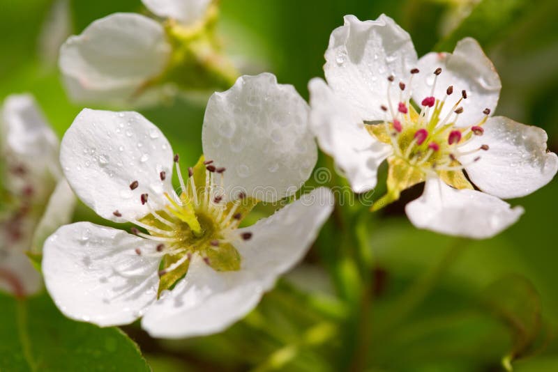 Pear tree blossoms . stock photo. Image of white, green - 54035064