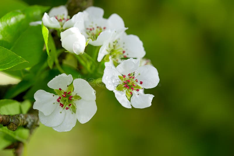 Pear tree blossoms. stock photo. Image of flower, botany - 54035116
