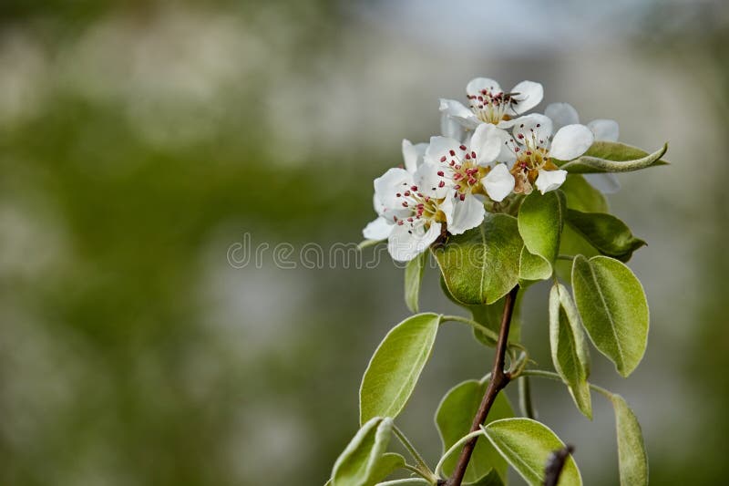 A Pear Tree Branch with Blooming White Flowers in Spring on a Blurry ...