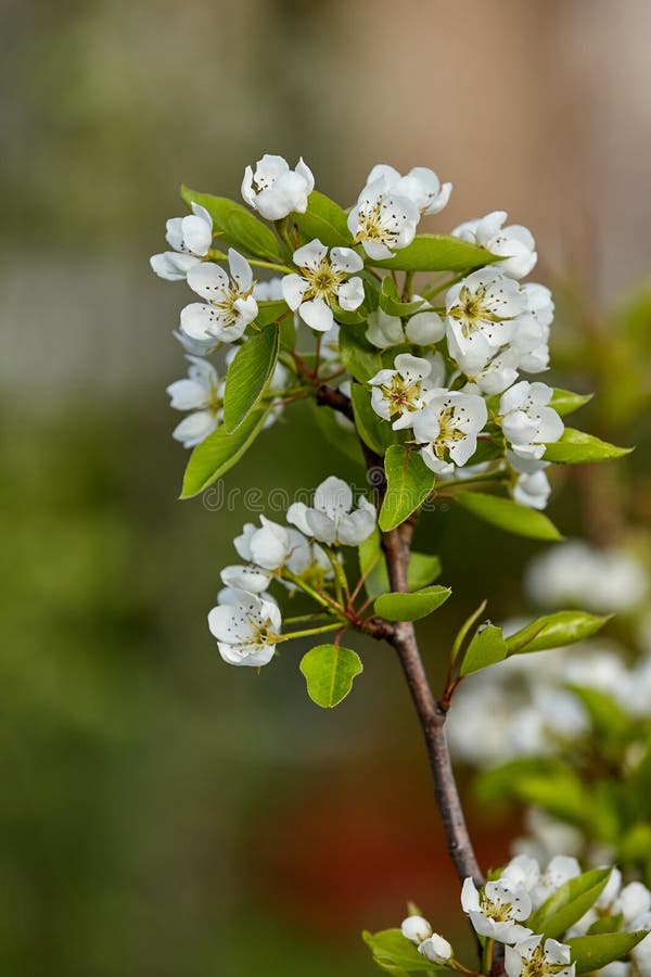 A Pear Tree Branch with Blooming White Flowers in Spring on a Blurry ...