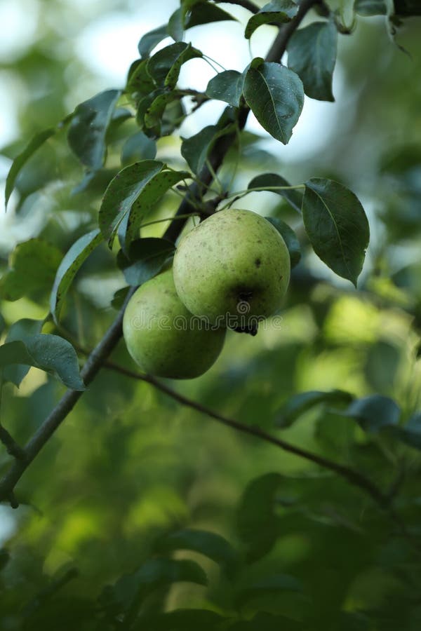 Pear Tree Branch with Fruits in Garden, Closeup Stock Image - Image of farm, fruit: 376047323