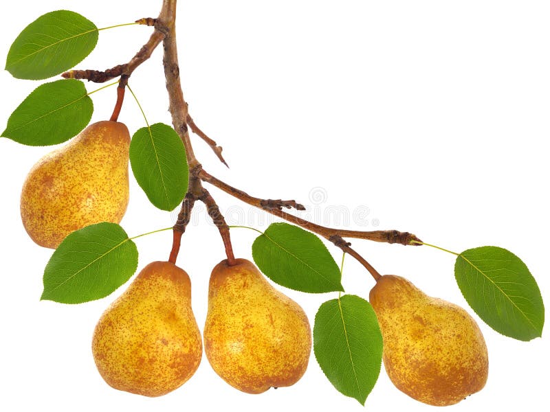 Pear Tree Branch with Fruits and Leaves Stock Image - Image of juice ...