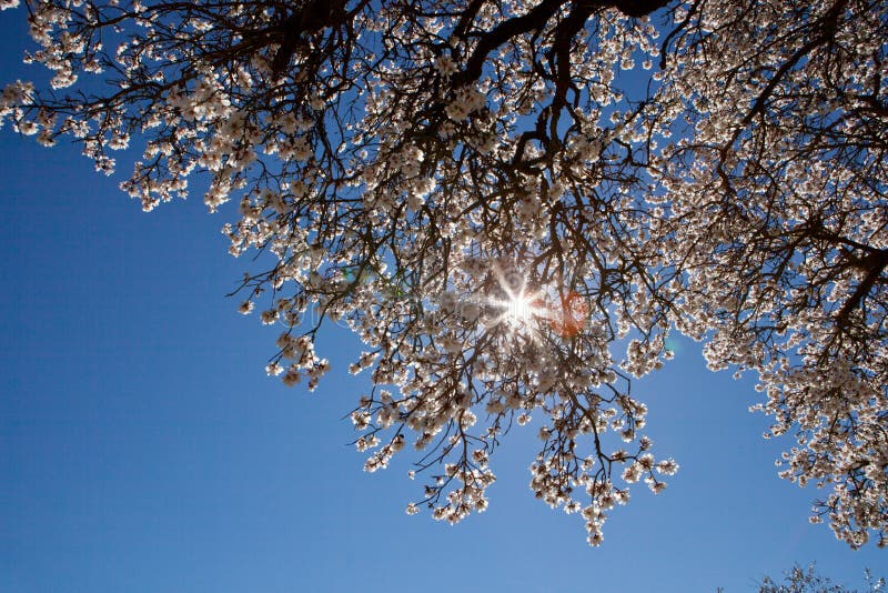 Pear Tree Branch in Full Bloom Stock Image - Image of springtime ...