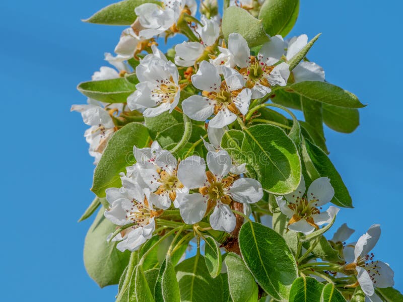 Pear Tree Branch in Full Bloom with Sky Background Stock Photo - Image ...