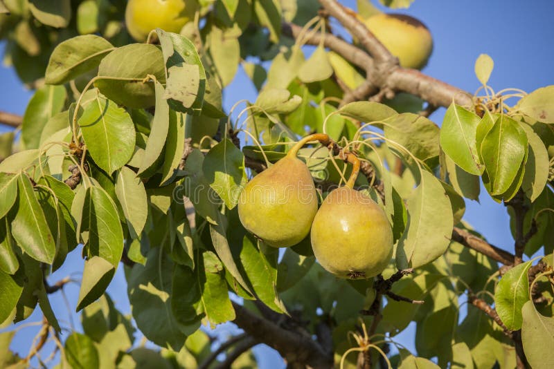 Pear Tree Branch Full of Yellow Fruits Stock Photo - Image of sunny ...