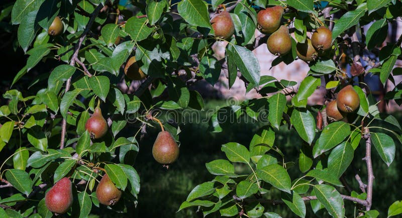 A pear on a tree branch stock image. Image of natural - 254834205