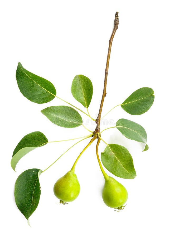 Pear Tree Branch with Leaves and Pears Stock Photo - Image of healthy ...