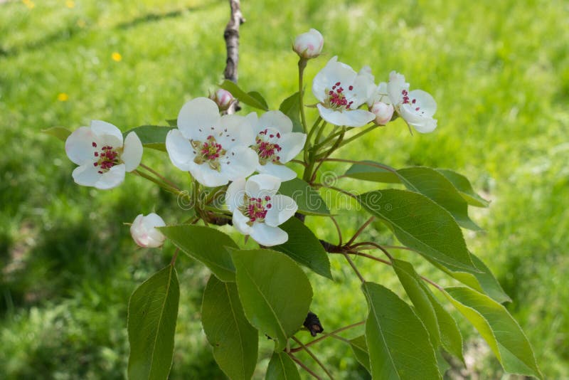 Pear tree branch in spring stock photo. Image of beautiful - 105573912