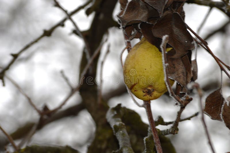 Pear on a Tree Branch in Winter Stock Photo - Image of leafs, fruit ...